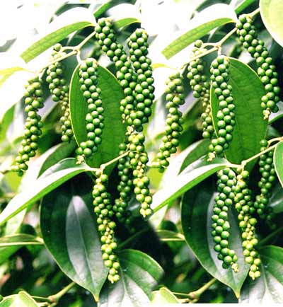 kumpulan materi pengetahuan umum