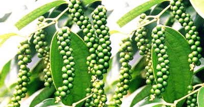 kumpulan materi pengetahuan umum