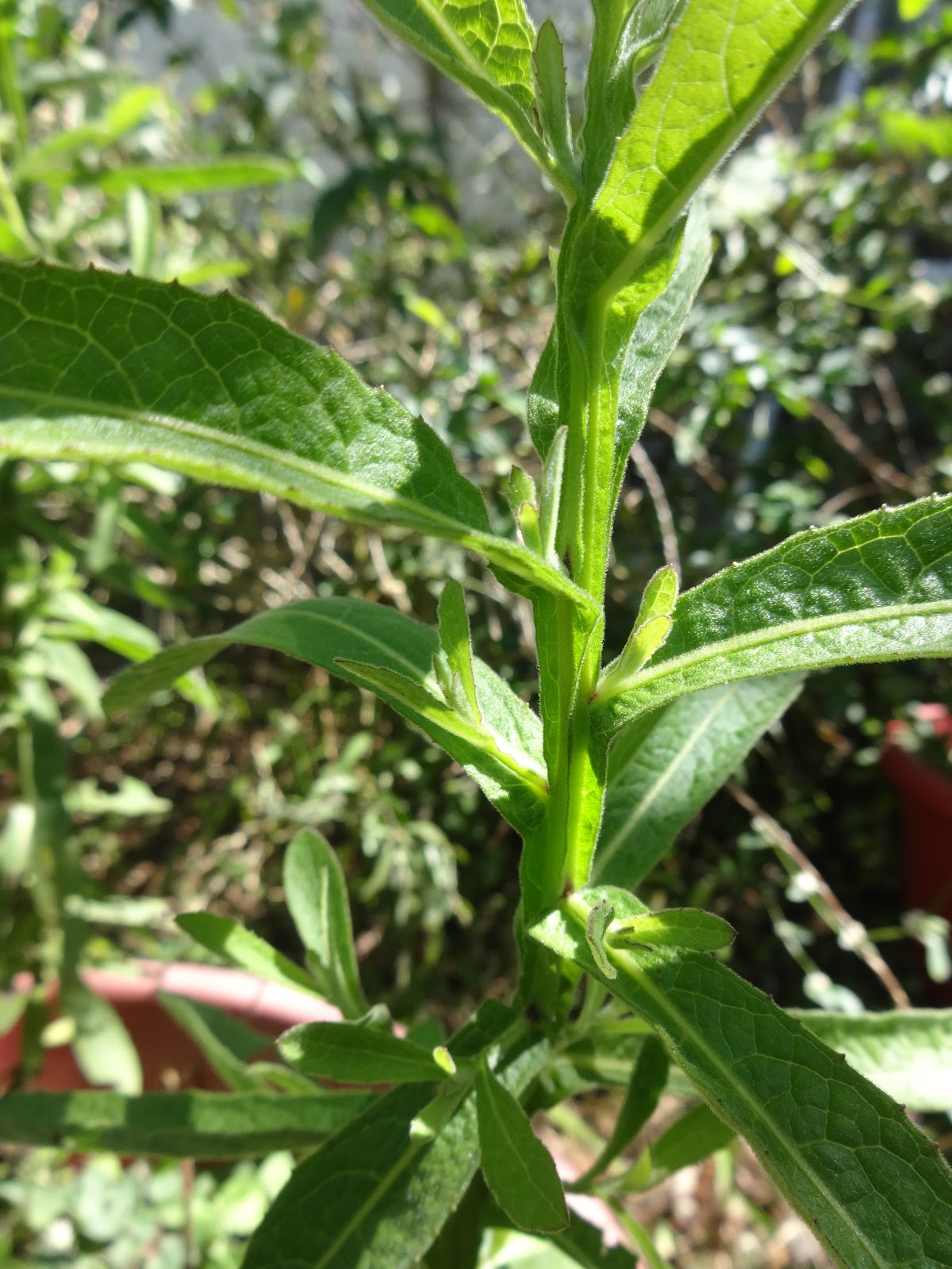 Herbs from Distant Lands: Laggera alata - Winged-Stem Laggera, Liu Leng ...