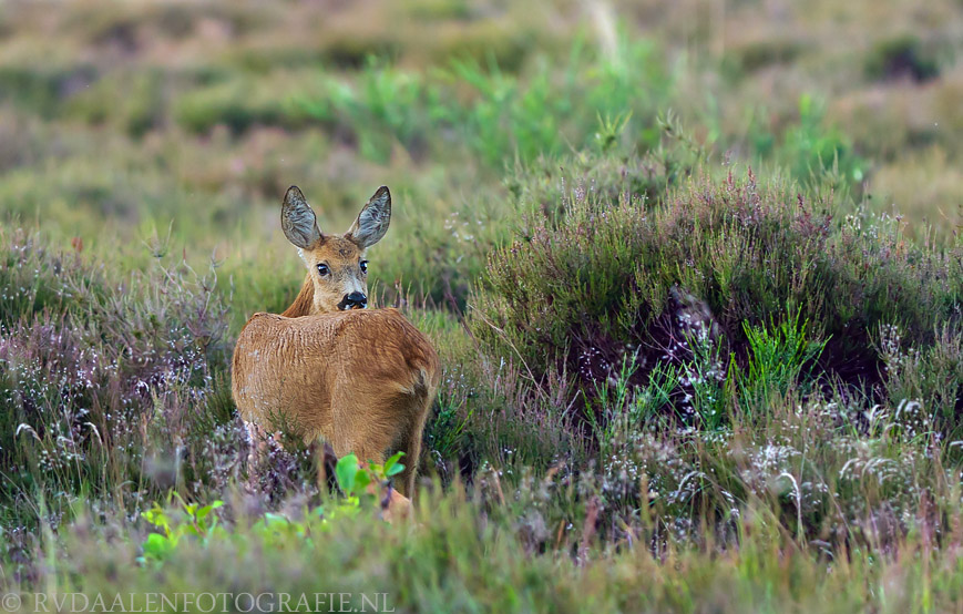 Vogel- en Natuurfotografie door Remco van Daalen: Opzoek naar Reeën in ...