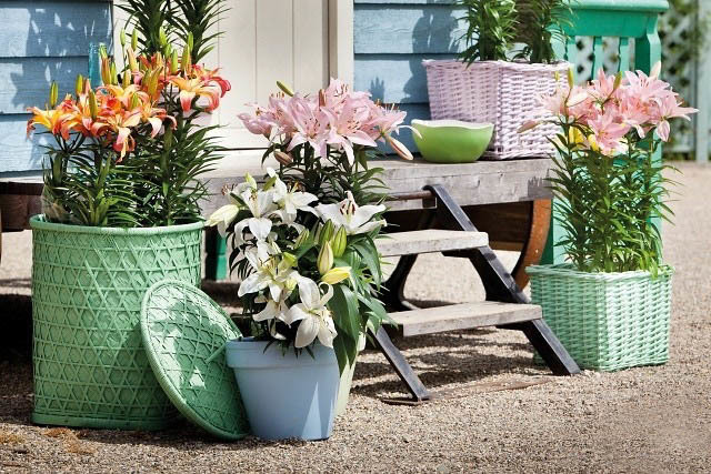 HOW TO PLANT LILY BULBS |The Garden of Eaden