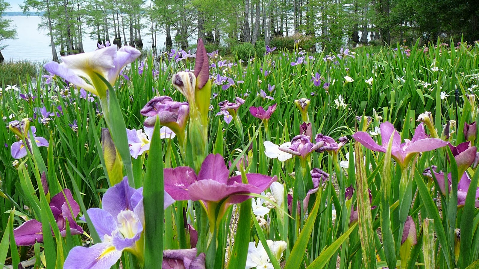 World of Irises: Louisiana Irises Create many Buena Vistas