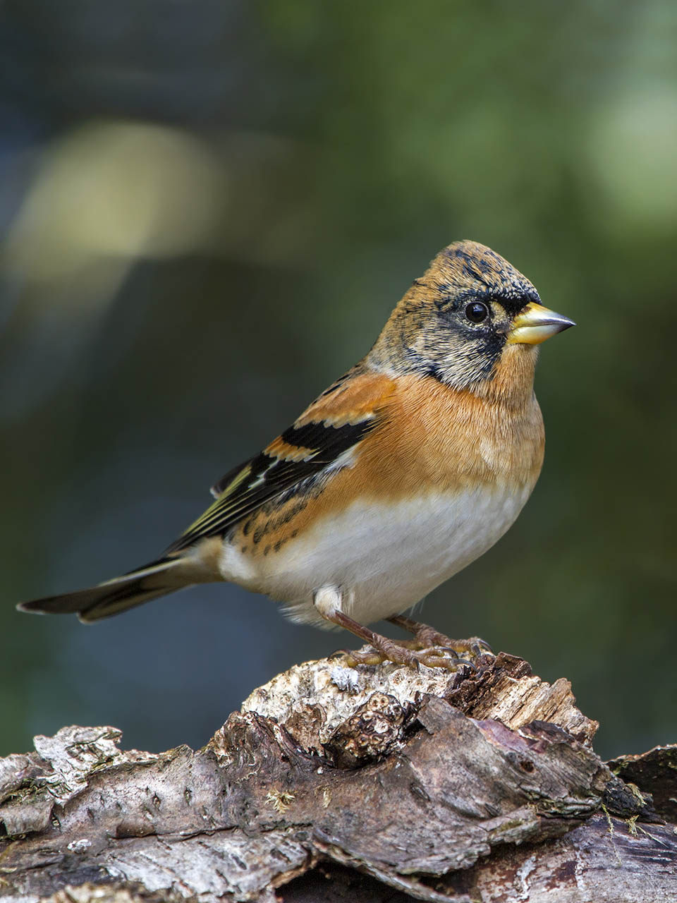 Darley Dale Wildlife: Brambling - male