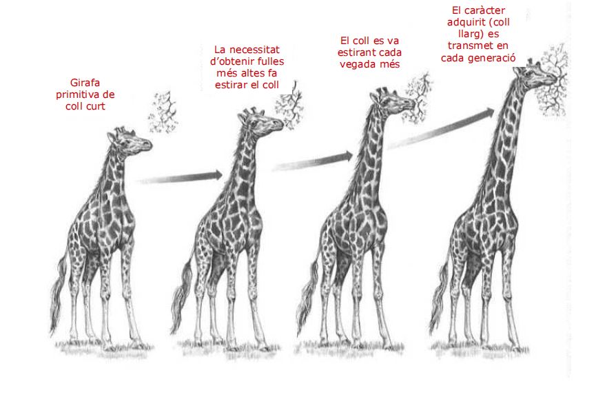 CIÈNCIES PER APRENDE: El lamarckisme