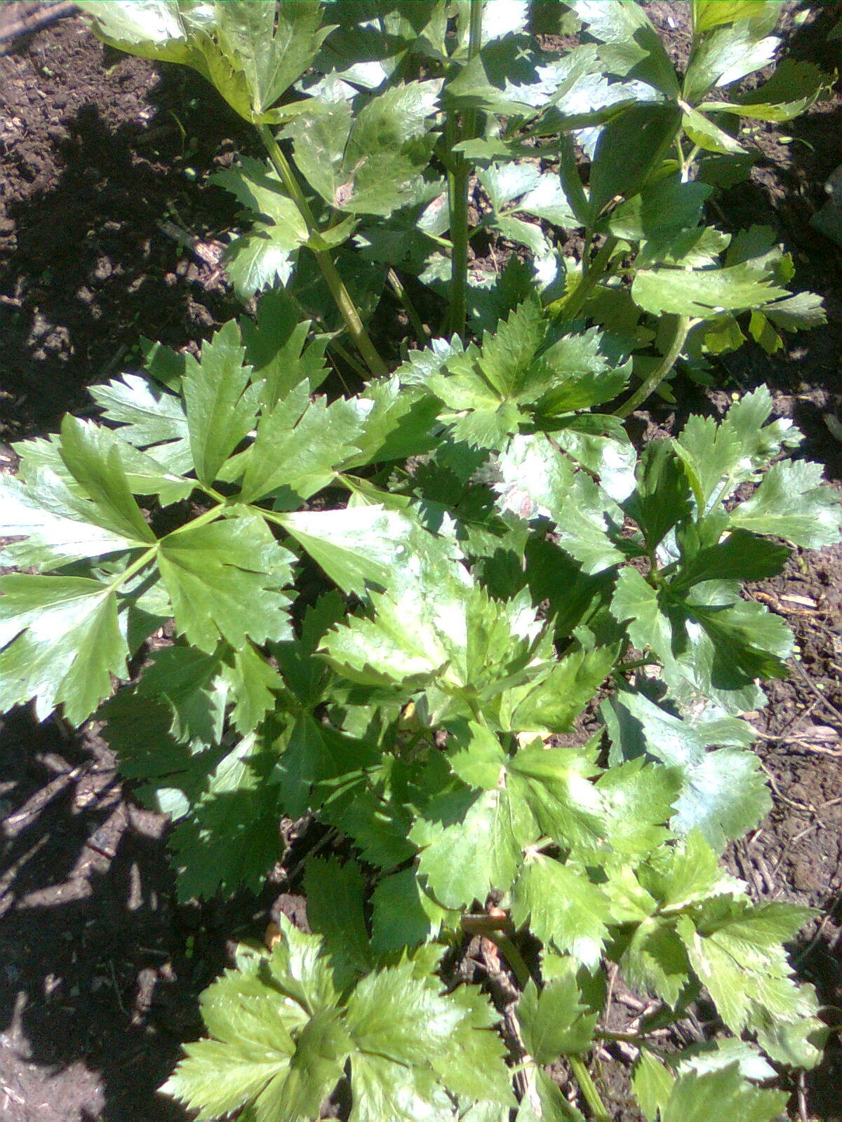 Cum Să Faci O Cultură De Ţelină - Cum să faci o grădină