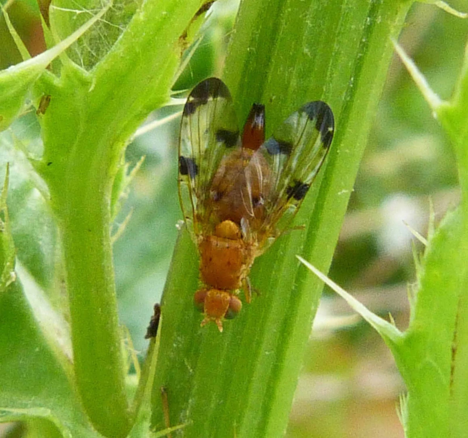Insects of Scotland: Other Flies/Picture-wing Flies
