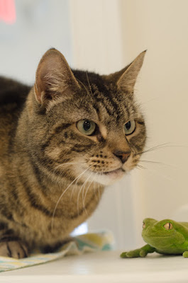 Progressive Charlestown: Kitty of the Week