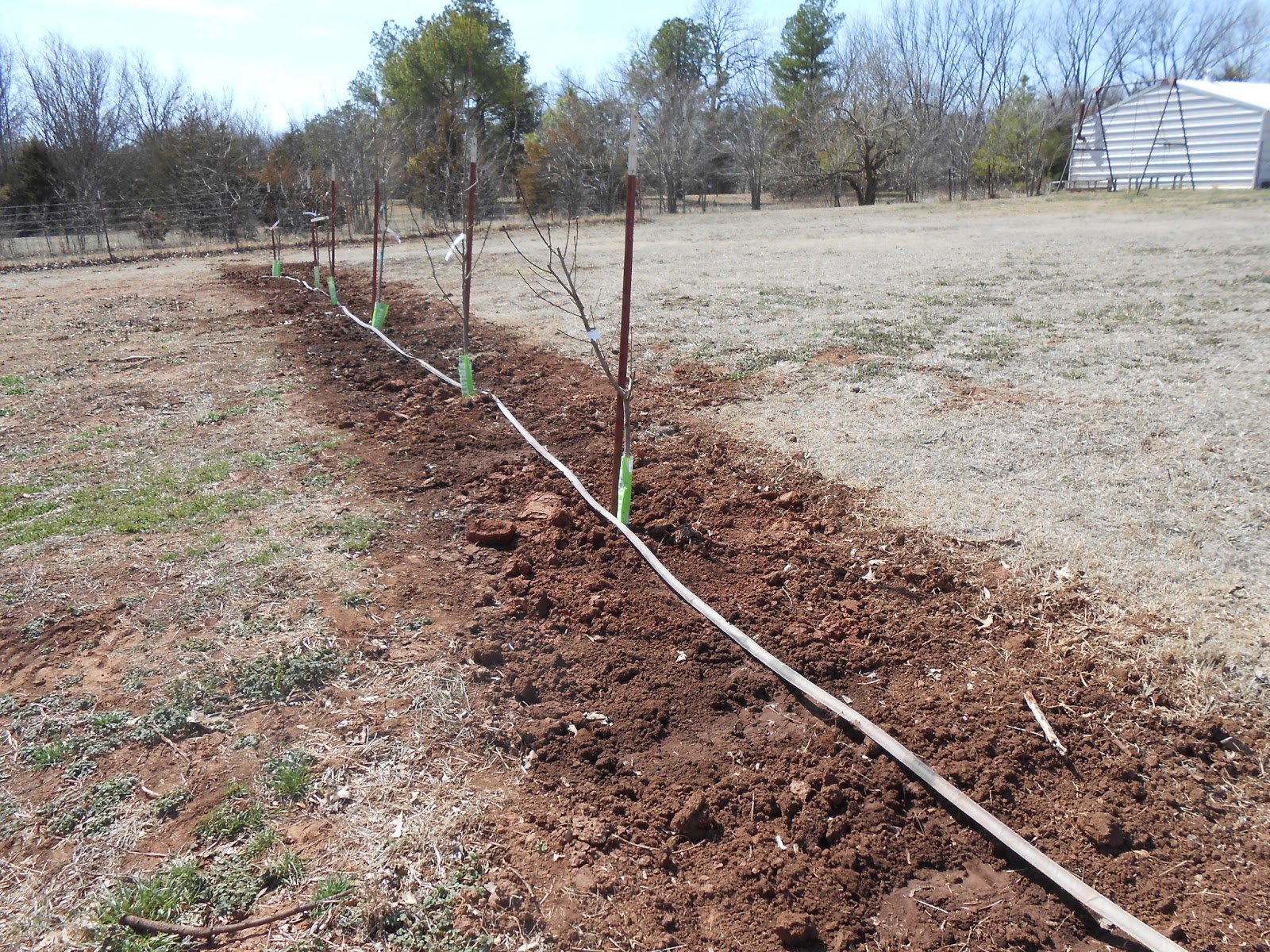Windy Acres Diary: Fruit Tree Orchard