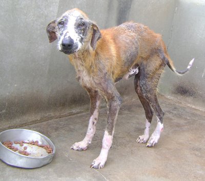 Dog Walker: Sarna, Como identifica-las.