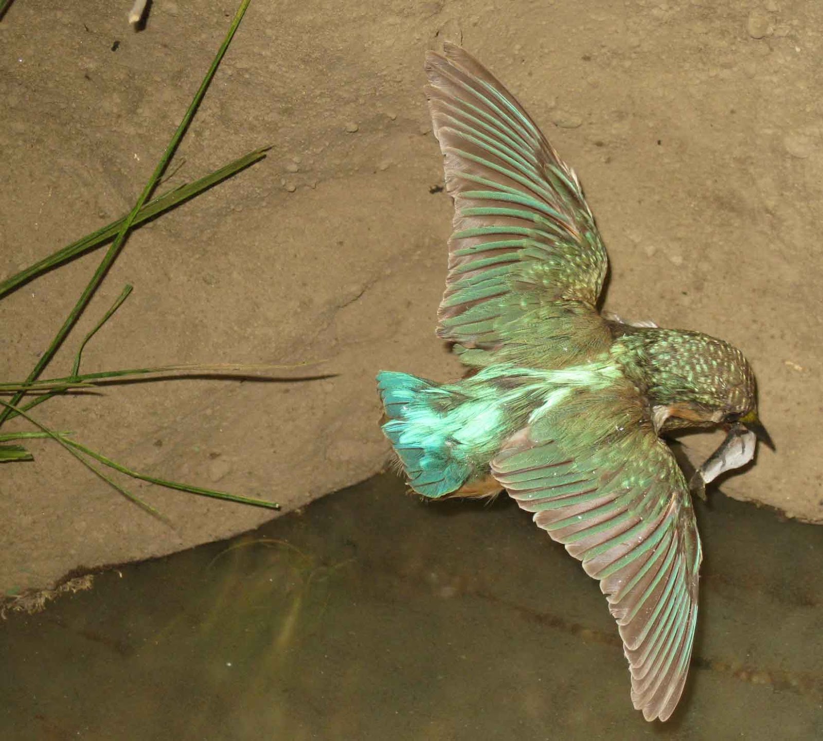 Pip Dickens | Paintings : Toward the Light - Touring Exhibition