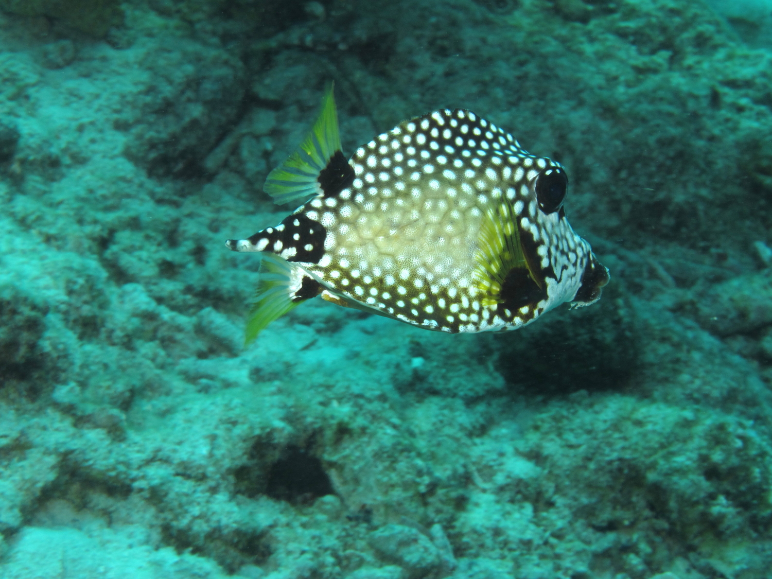 Rambling Jill: A tale of no fish tail