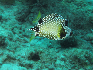 Rambling Jill: A tale of no fish tail