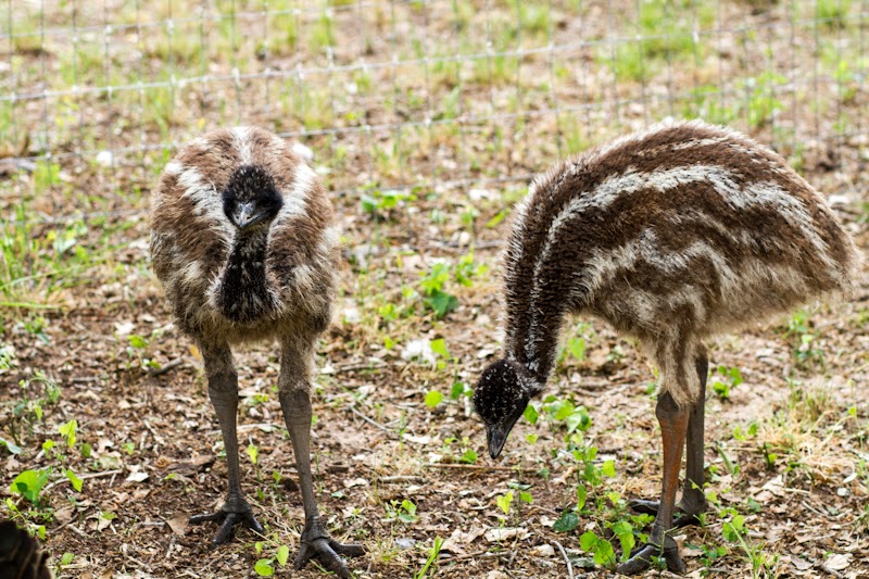 Lally Broch Farm: A Maine Family Homestead: Emu Plans