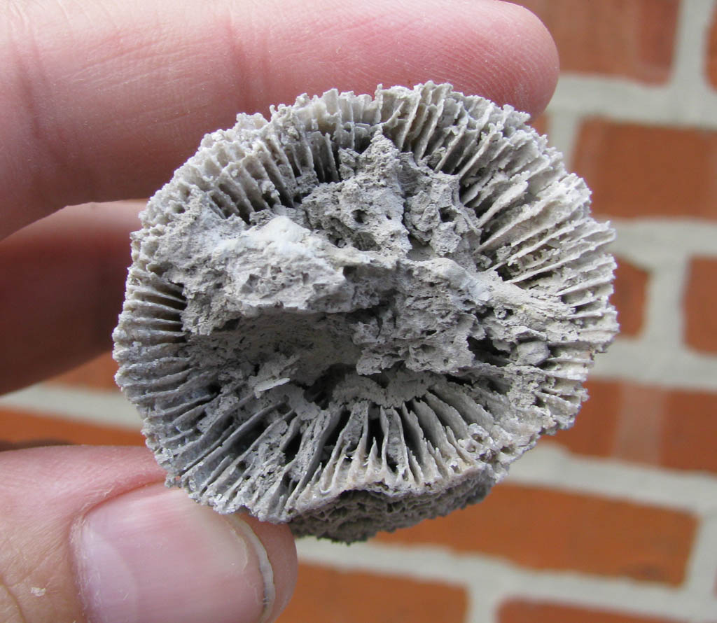 Views of the Mahantango: Beekite preserved fossils