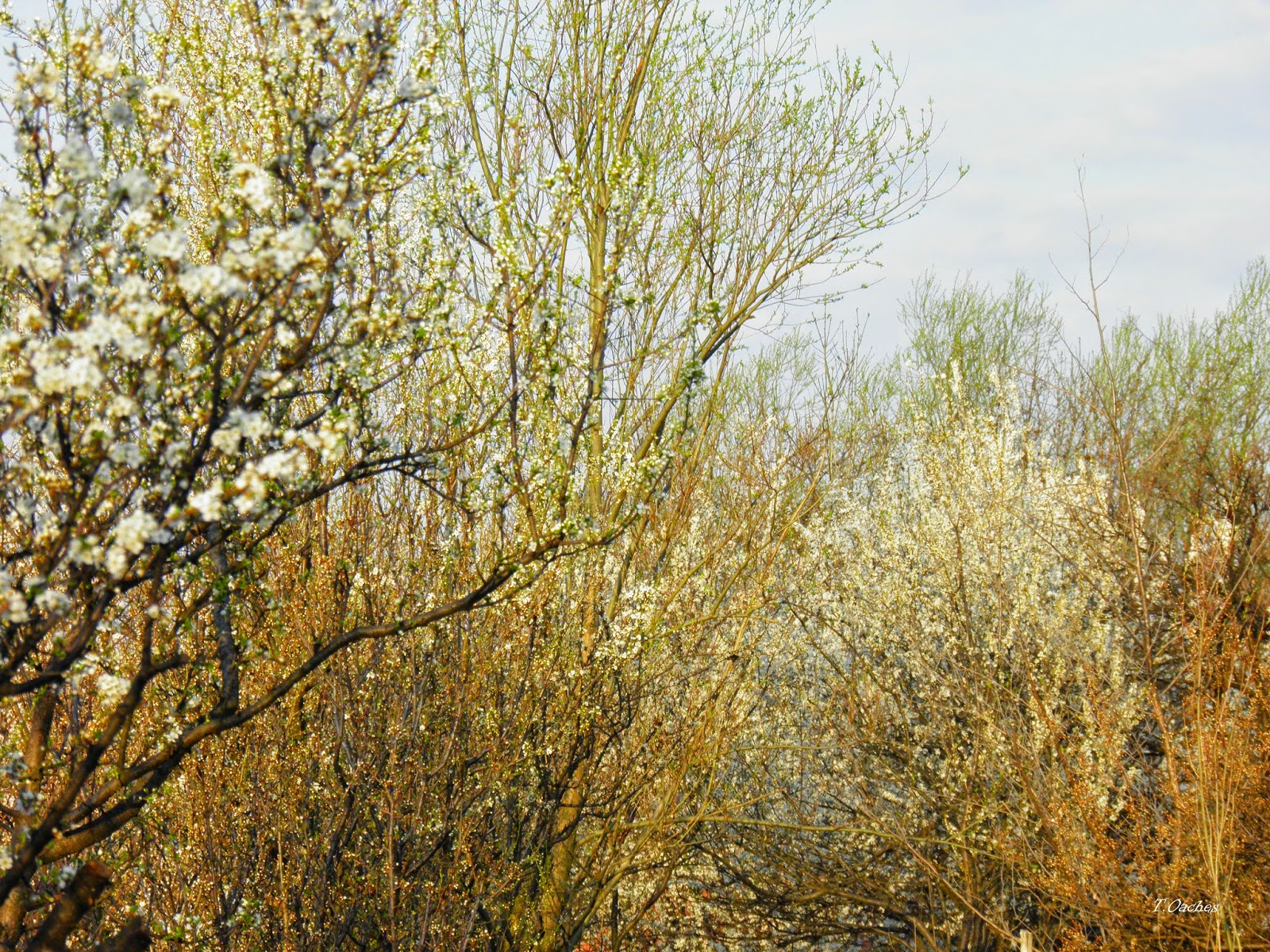 PASARI DIN ROMANIA: ULIU PORUMBAR (ULIUL GAINILOR), Accipiter gentilis