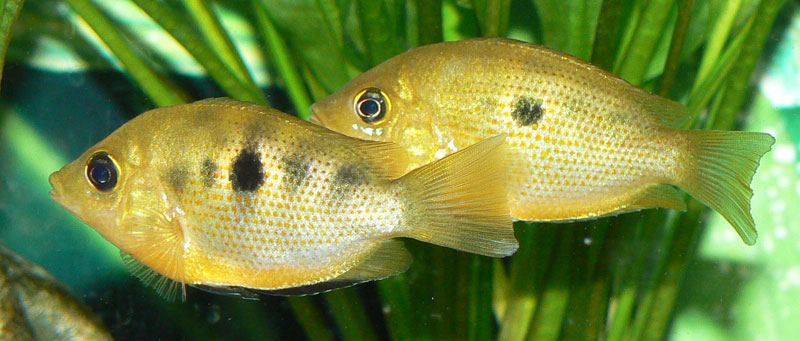 Etroplus maculatus - Orange chromide - Kaha koraliya | FRESHWATER ...