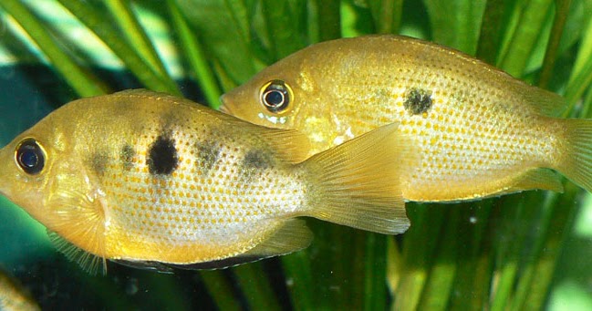 Etroplus maculatus - Orange chromide - Kaha koraliya | FRESHWATER ...