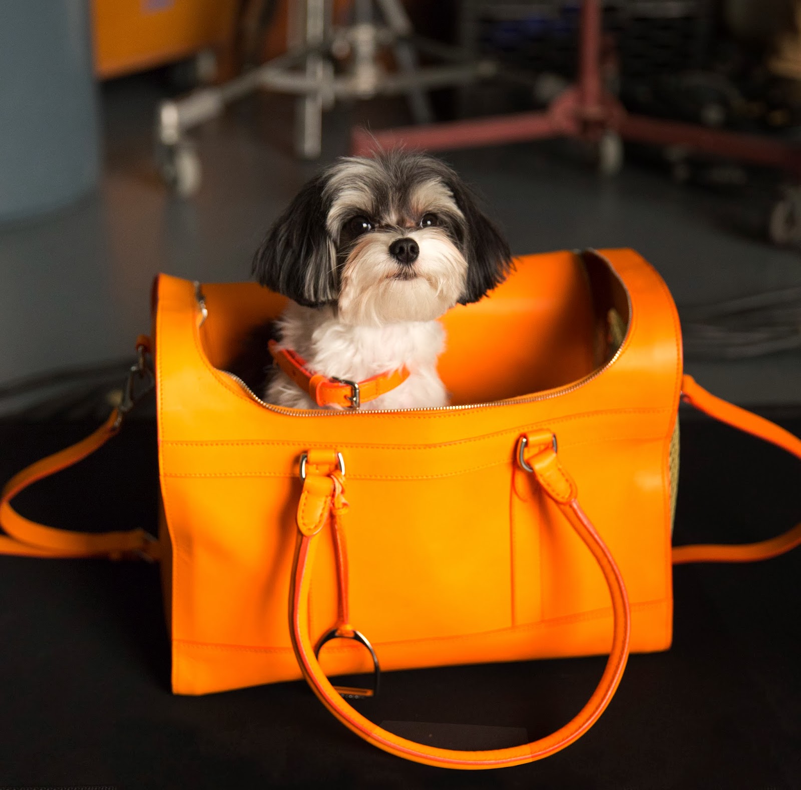 The Dog Walk by Ralph Lauren | style caramel
