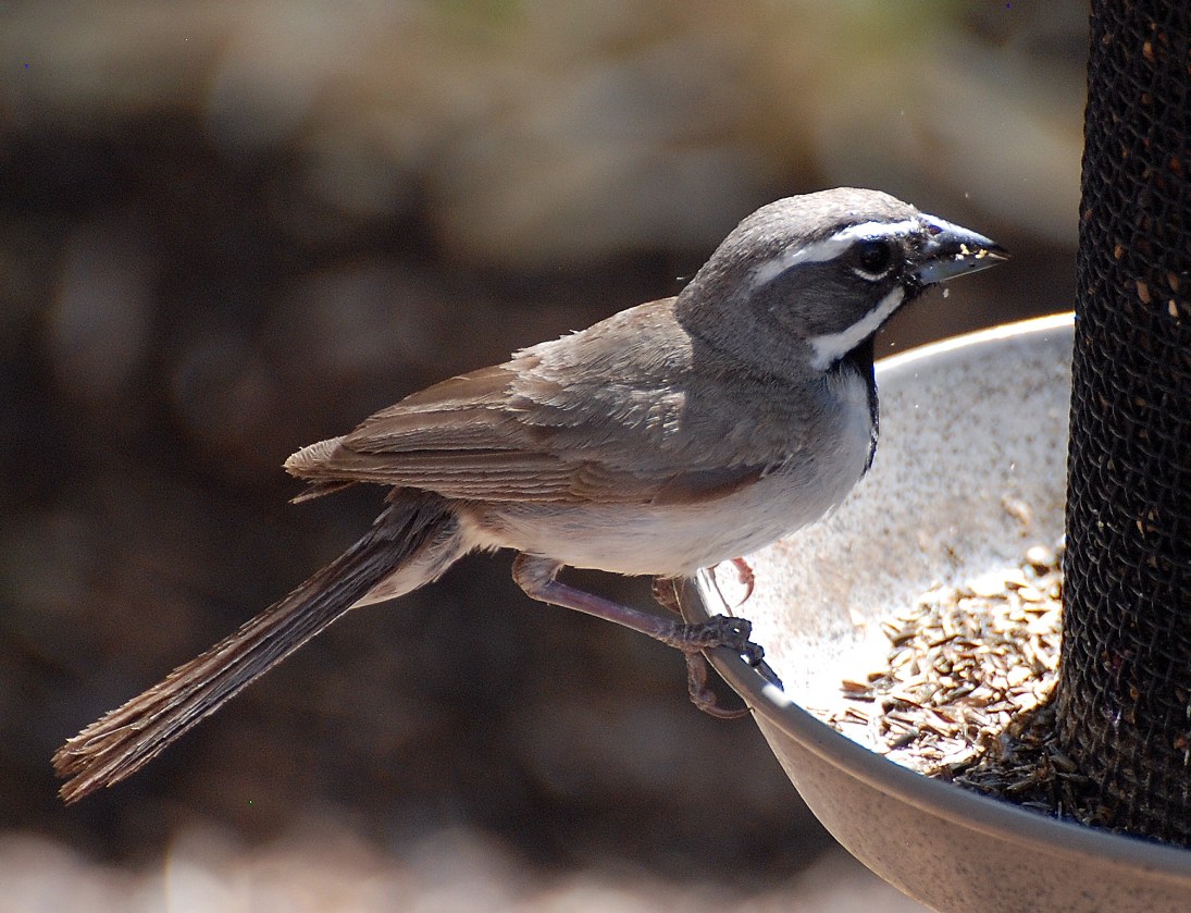 Birding Is Fun!: Black-throated Sparrow