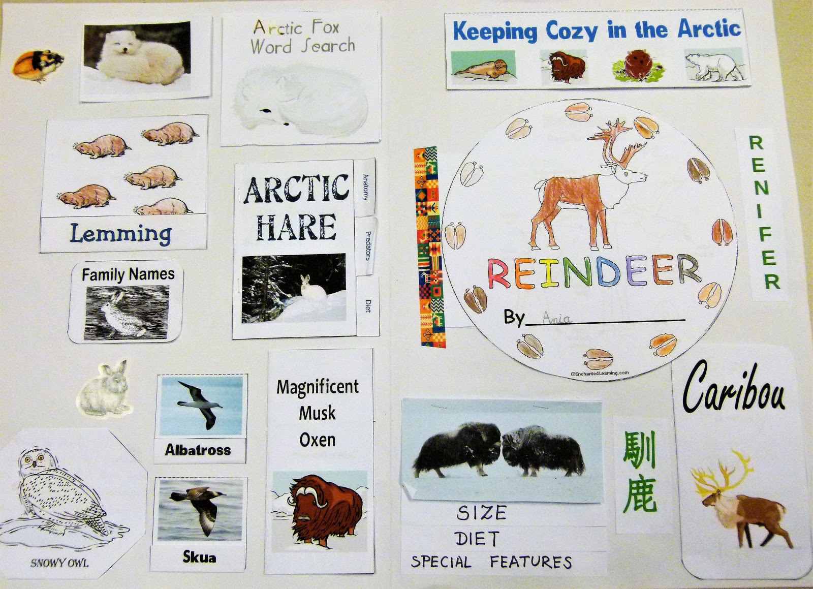 Lapbook: Zwierzęta Arktyczne - Arctic Animals