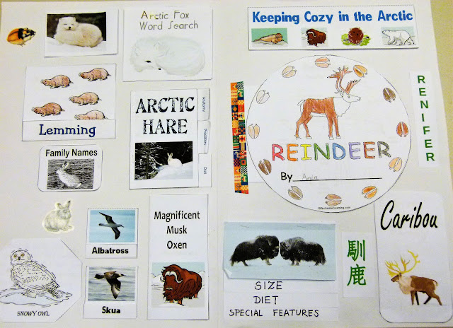 Lapbook: Zwierzęta Arktyczne - Arctic Animals
