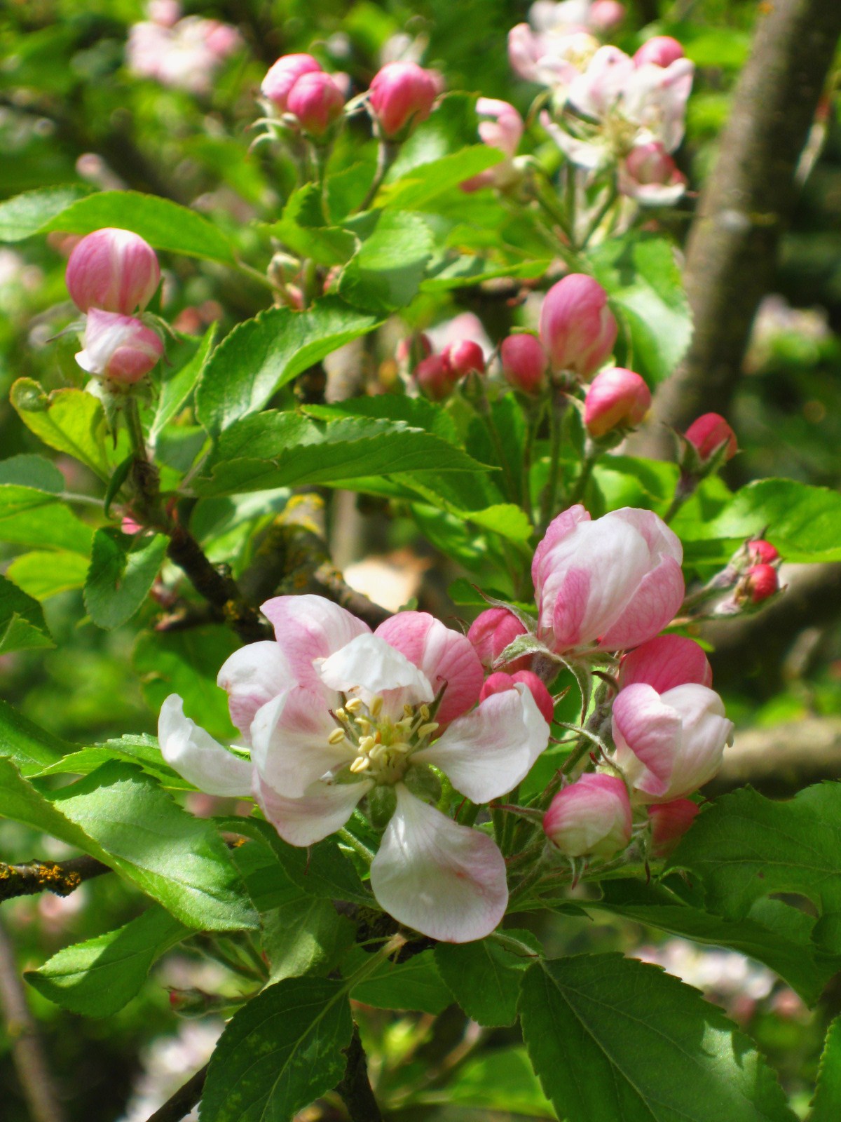 John & Maria - Canada: The apple tree!! - El manzano!!