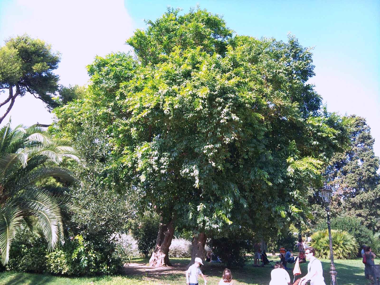 Árboles con alma: Cóculo. Cocul. (Cocculus laurifolius)
