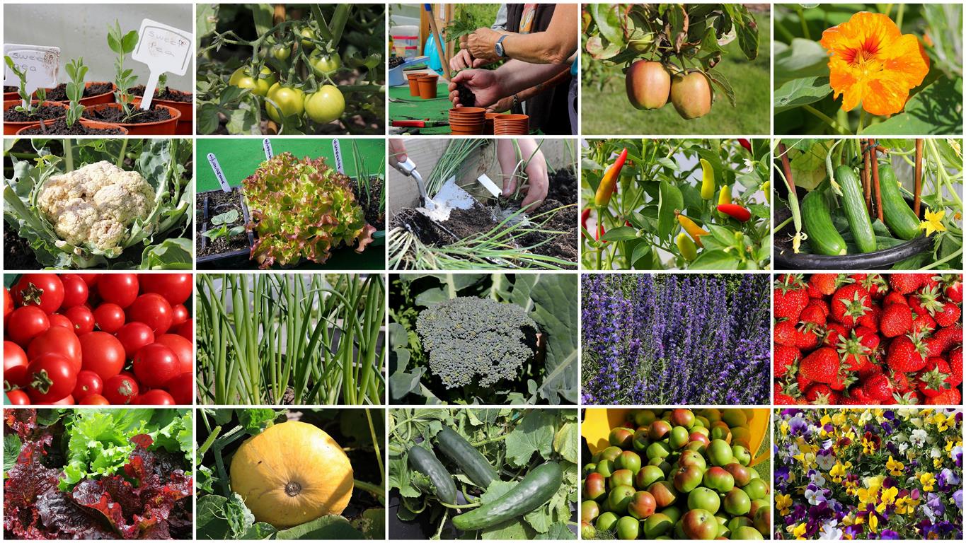 Welcome To The Green Heart Dens Blog Page As Spring Approaches We Are Looking Forward To welcome-to-the-green-heart-dens-blog-page-as-spring-approaches-we-are-looking-forward-to