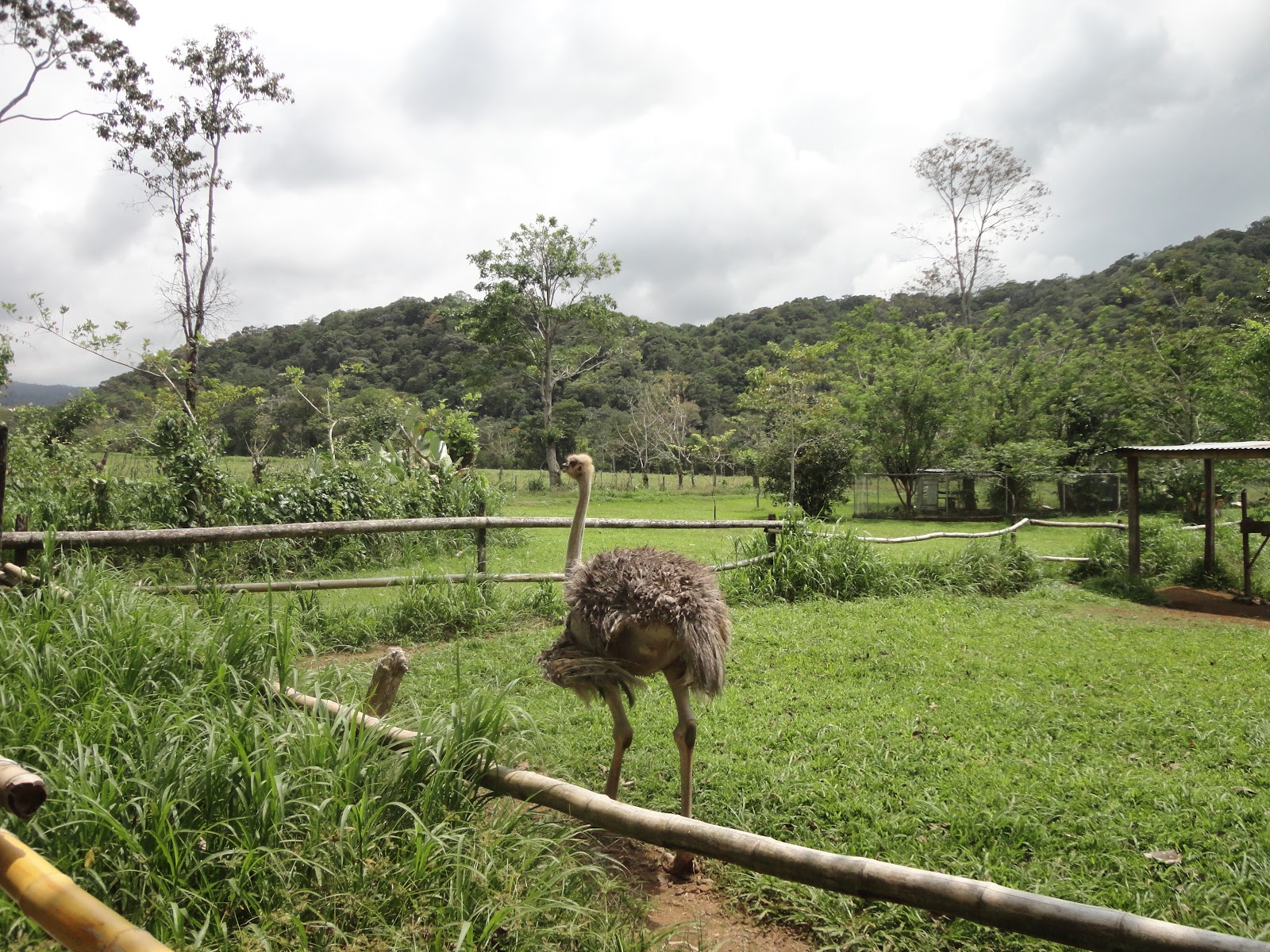 Costa Rica Kisa: Trip to San Carlos to a Costa Rican Zoo/ Rescue Center