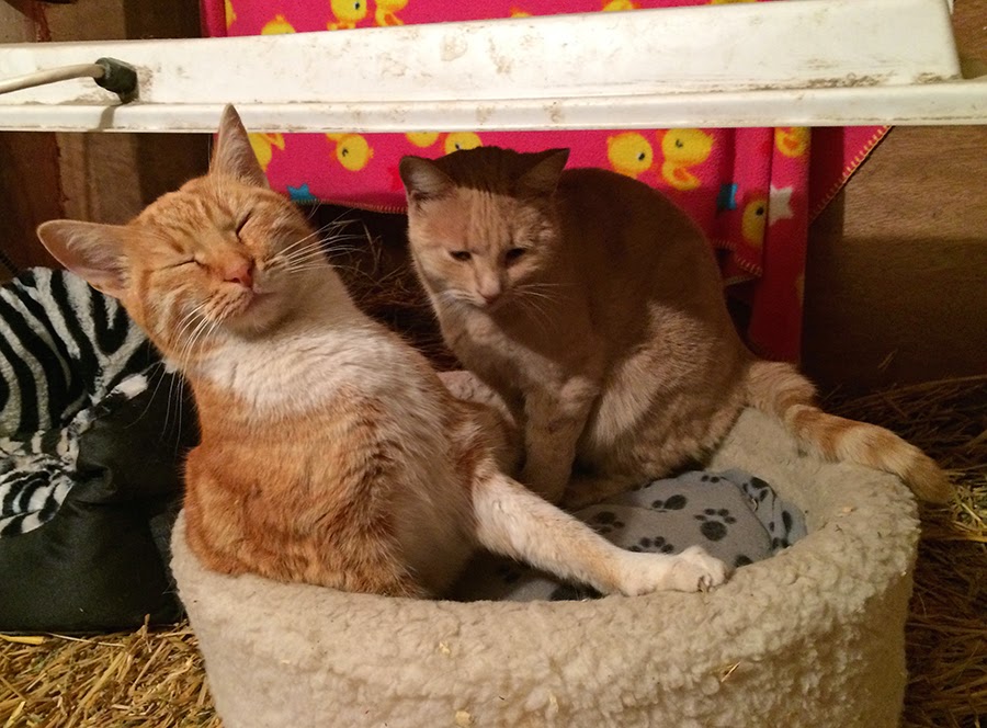 Knatolee's World: A wee bit nippy!