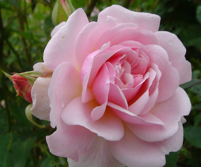 Den franske have: Kender I Belle Epoque roser