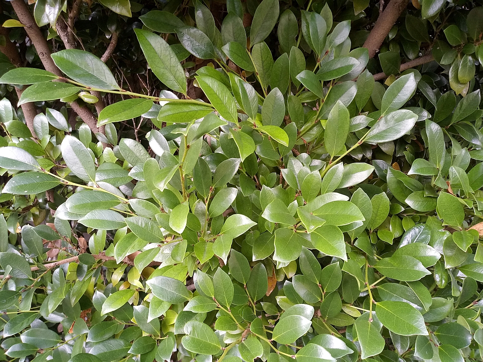 Future Plants by Randy Stewart: Isu Tree