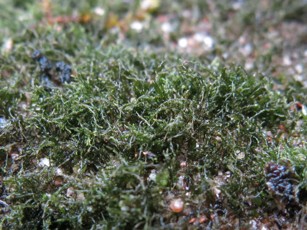 Exploring the Enigmatic Clastobryella laxifolia Moss: From Morphology ...