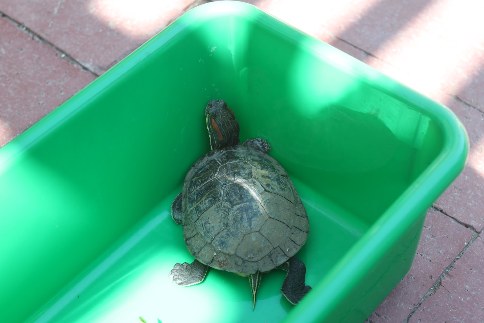 Living in the 'burbs: Our Three Hour Pet Turtle