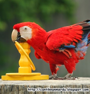 Budidaya Burung: Burung Macaw yang sangat cantik dan macam-macam jenisnya