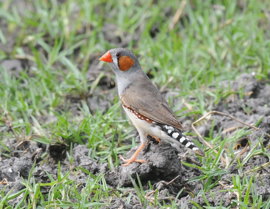 ZOOTHERA BIRDING BLOG: The Lesser Sundas - July 2017