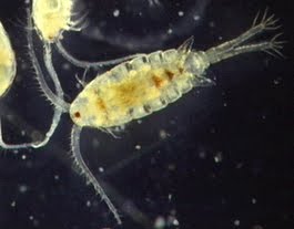 Hydrothermal Vents: Zooplankton -Calanoid Copepod