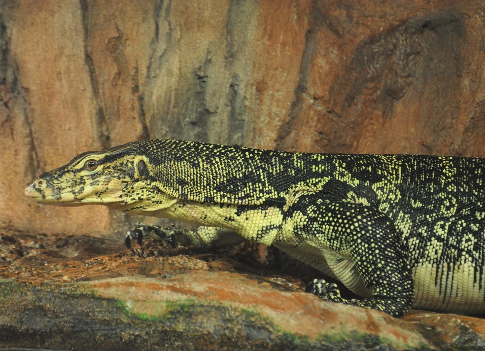 ZOOTOGRAFIANDO (6.096 ANIMALS): VARANO ACUÁTICO / ASIAN WATER MONITOR ...