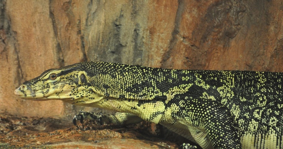 ZOOTOGRAFIANDO (6.096 ANIMALS): VARANO ACUÁTICO / ASIAN WATER MONITOR ...