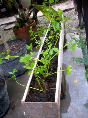 Cara Budidaya Seledri (Daun Sop | Tips Petani