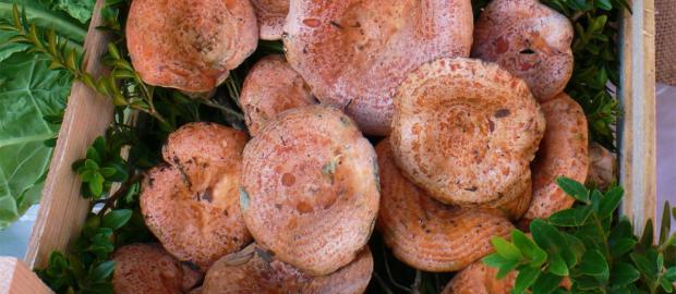 Cook, Fast & Go: Sèrie bolets: els rovellons