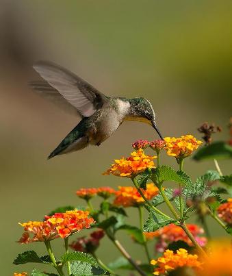 always seeking balance...: legend of the hummingbird...