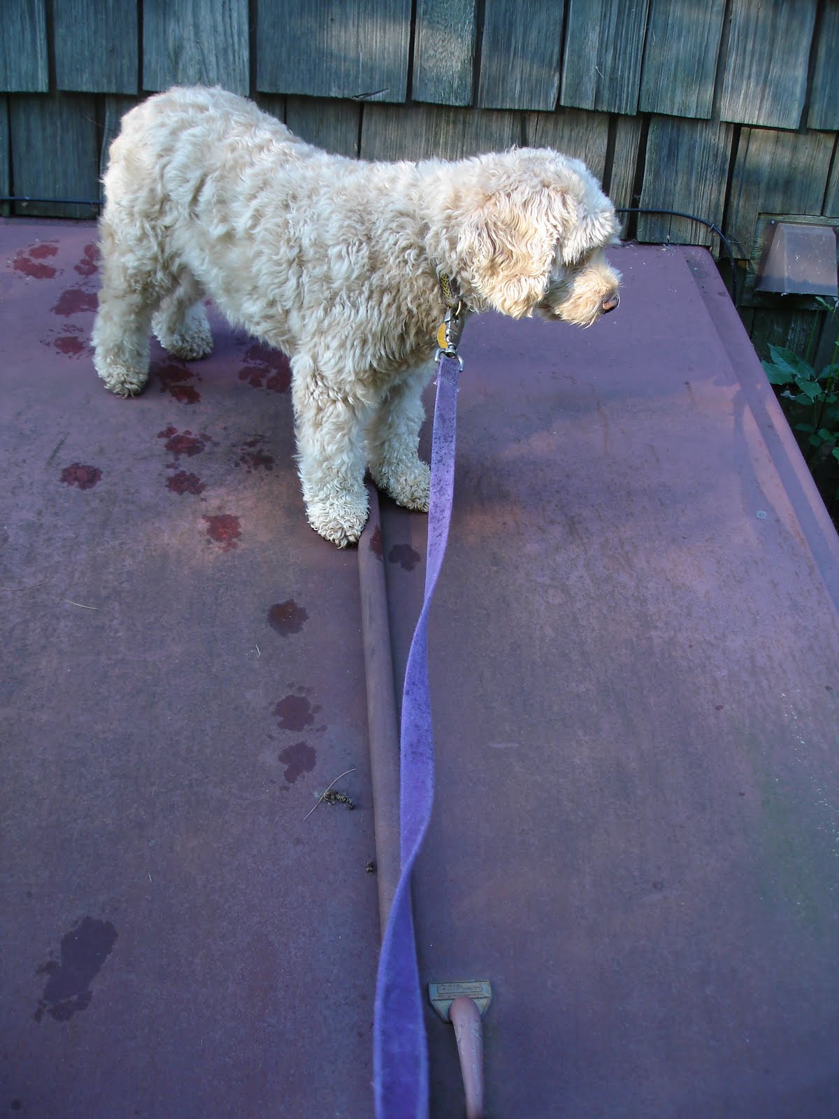 A view from the furry side: June 2011