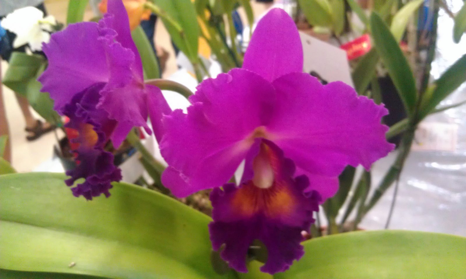 Plant Photography: Uknown Purple Hybrid Orchid Cultivar