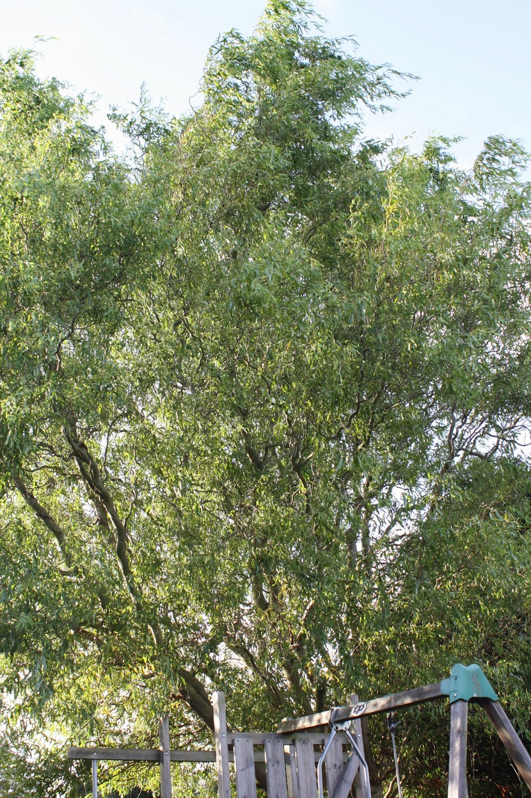 How does your garden grow - Goodbye, trees - Mum of Three World