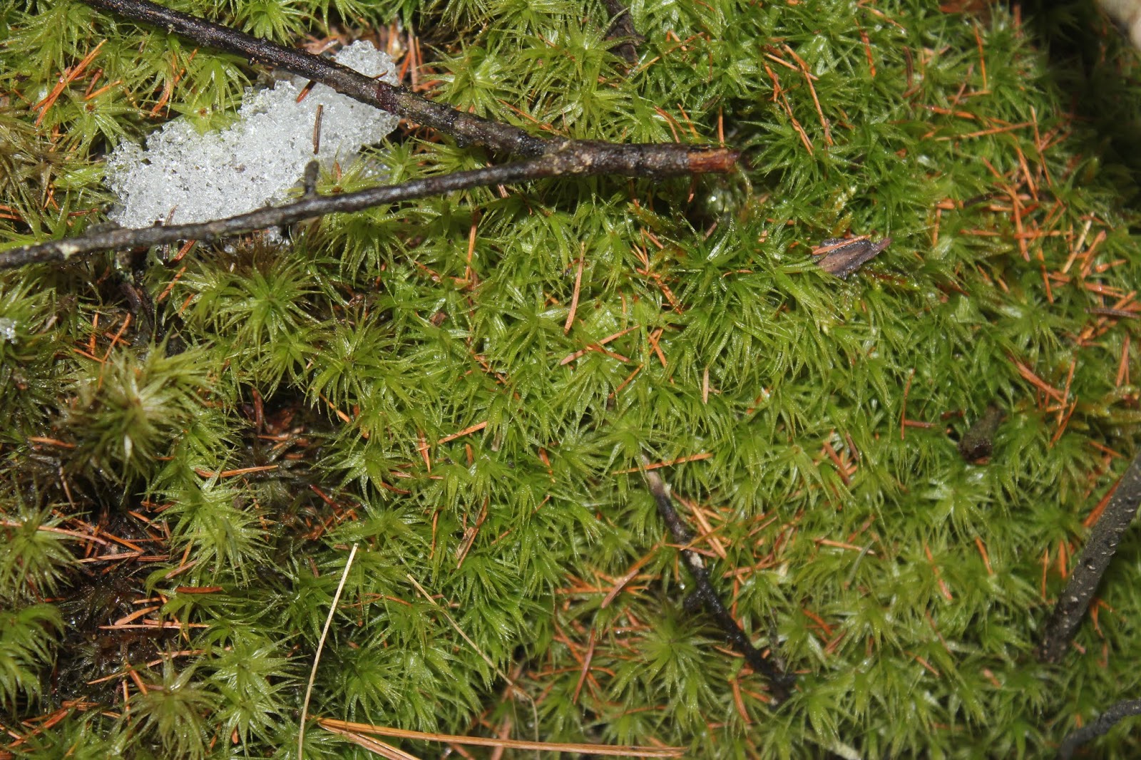Birds, Bugs, and Botany: March Mosses