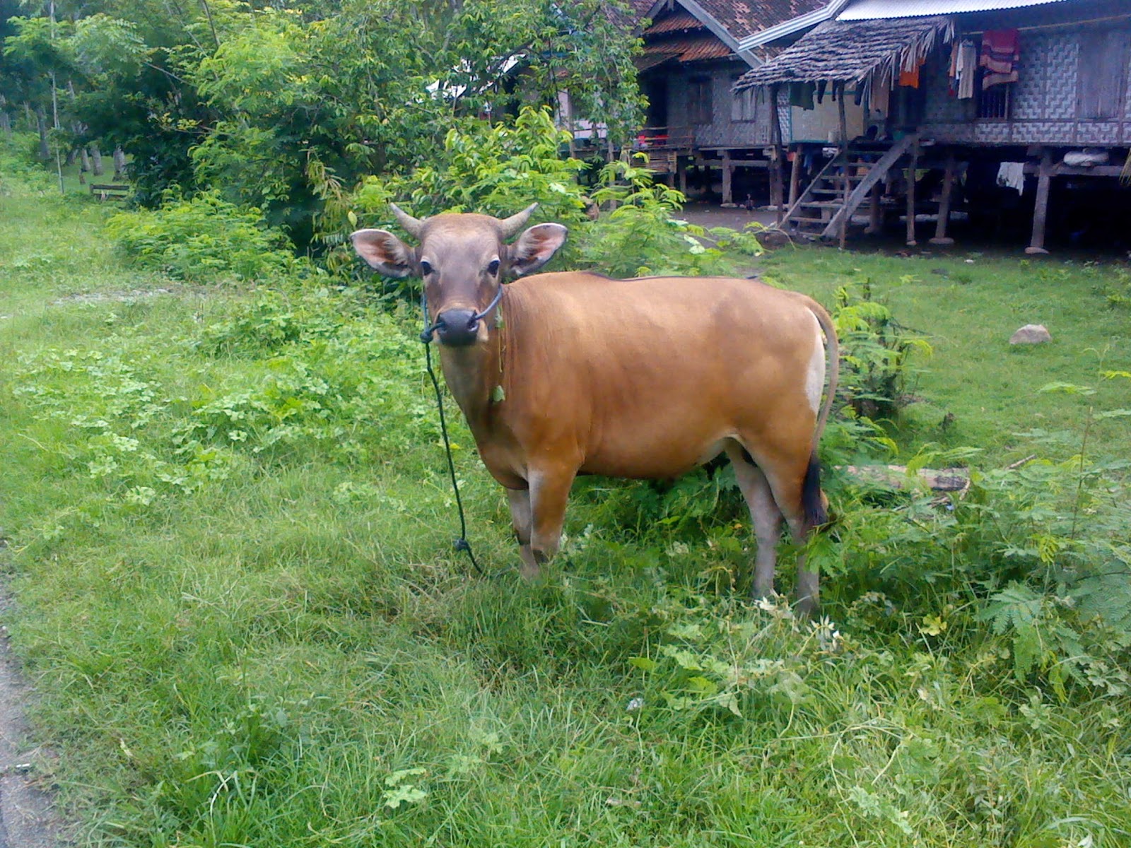 Sapi Sumbawa: Sapi sumbawa