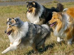 CachorrosBlogs.: Collie - Cachorros.