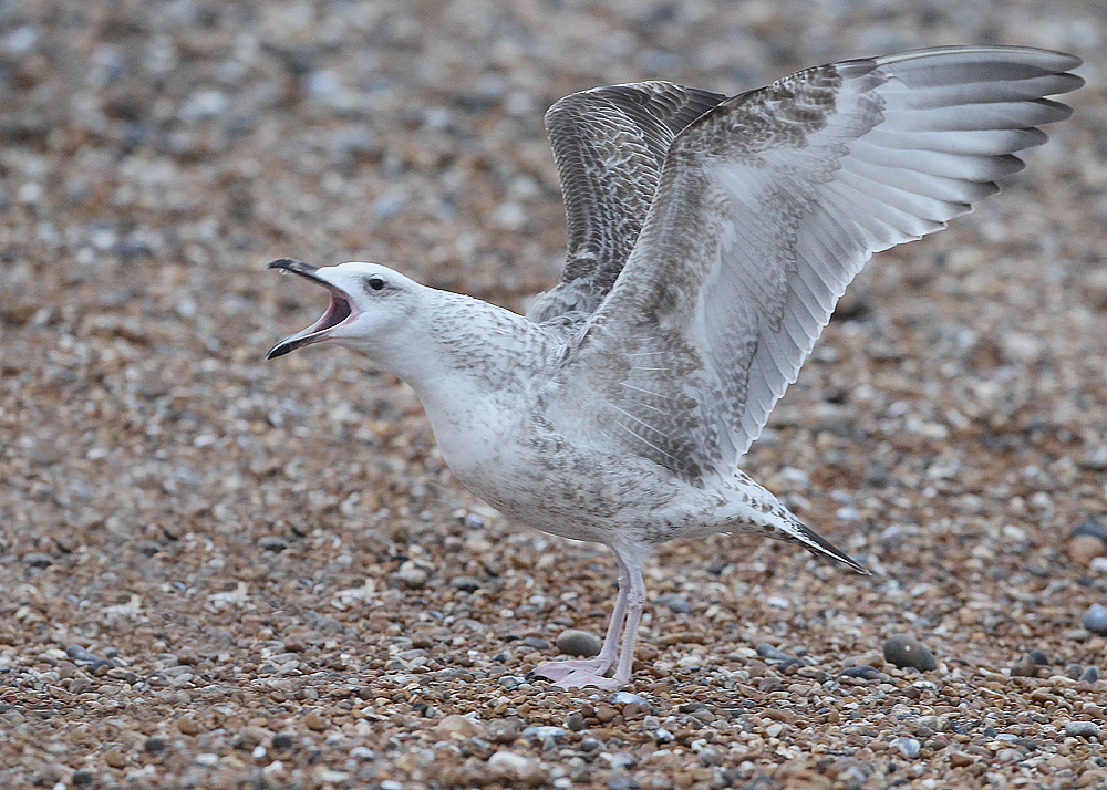 Richard Smith - Birdwatching Days Out: 2x CASPIAN GULL, 1st winter ...