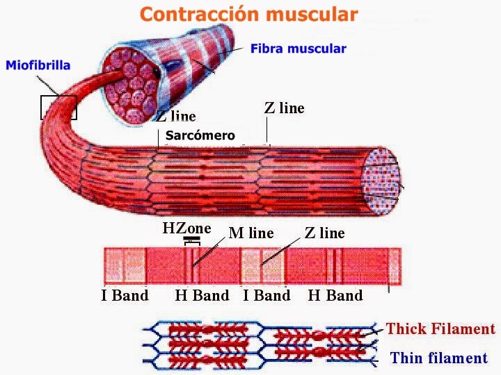 Fisiología del proceso contráctil del músculo esquelético